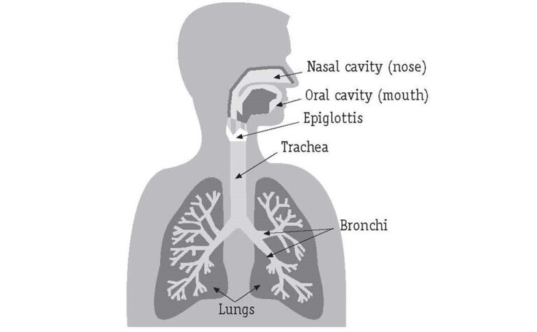 How the lungs work - European Lung Foundation